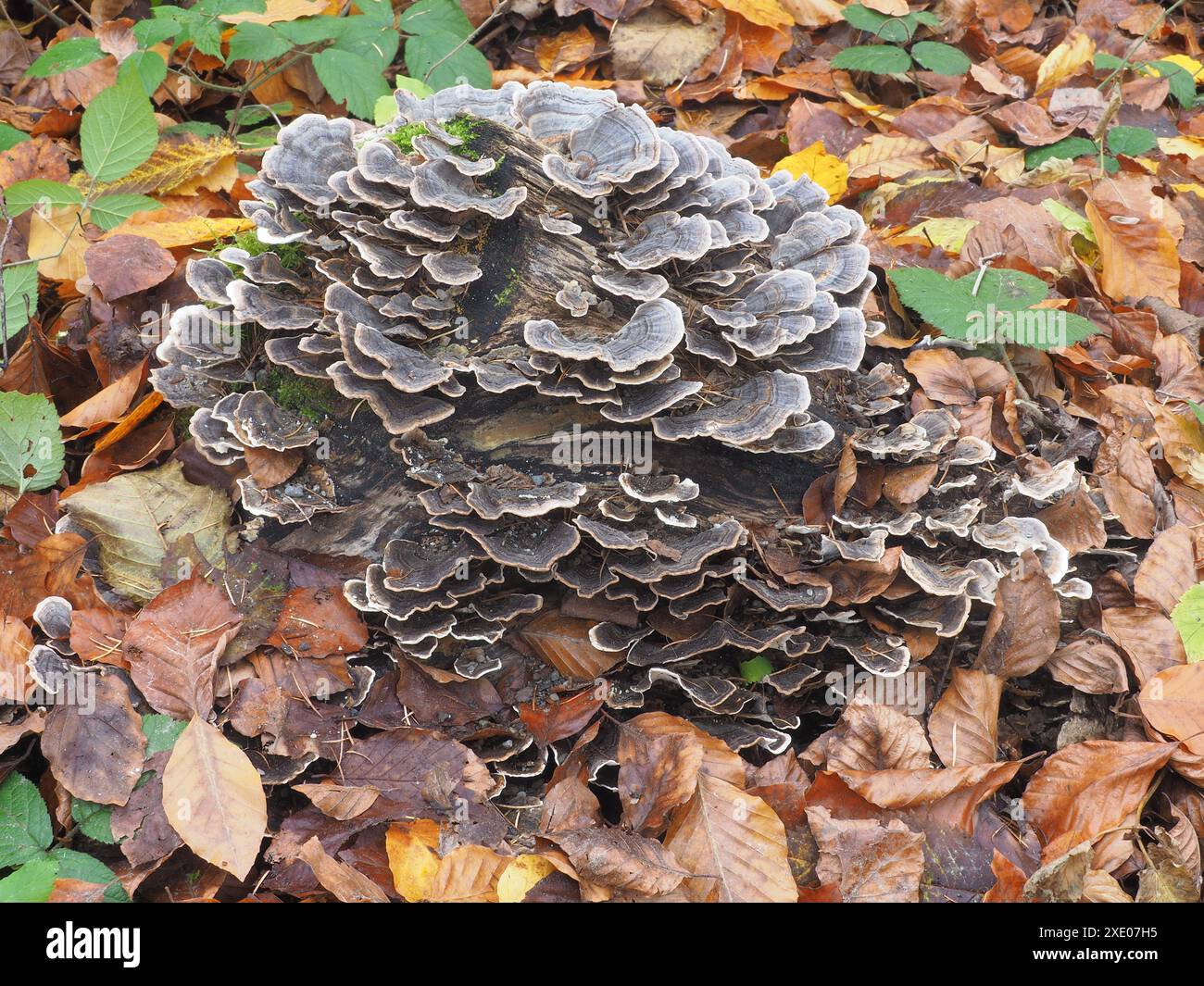 Turkey tail mushroom, coriolus versicolor Stock Photo - Alamy