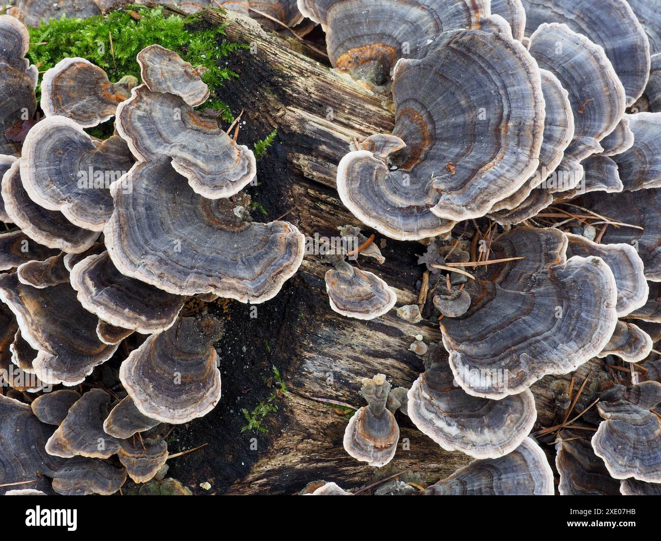 Cariolus hi-res stock photography and images - Alamy