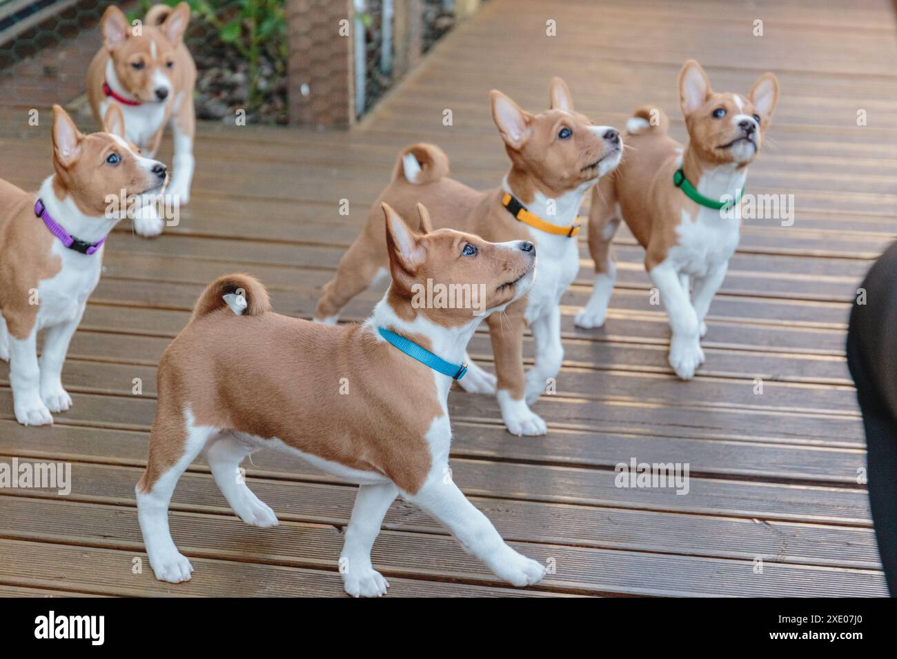 Basenji dog cute puppies walking outdoor looking up Stock Photo - Alamy