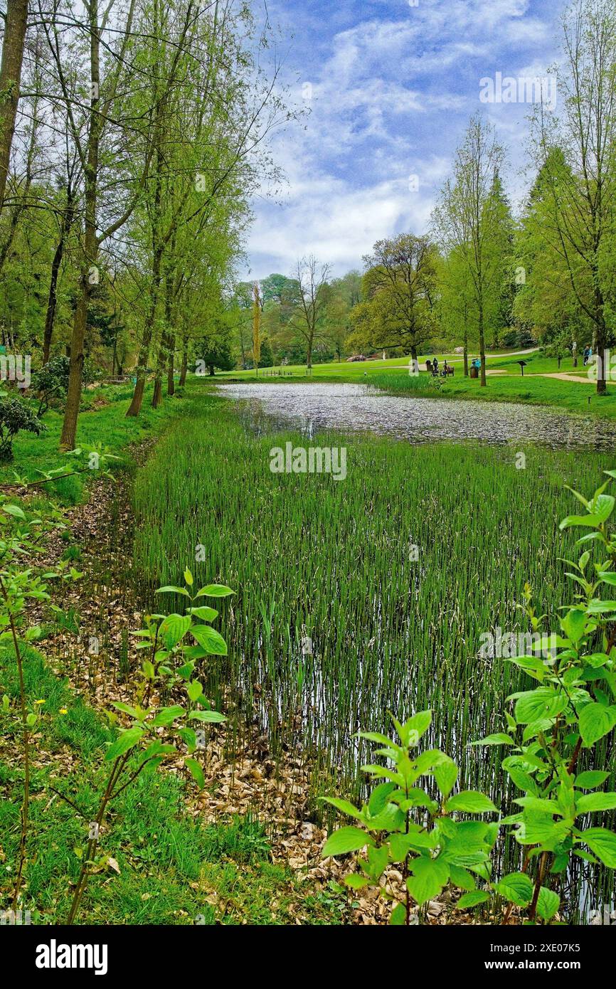 Slender green reeds growing in shallow water surround the Nessie Lake ...