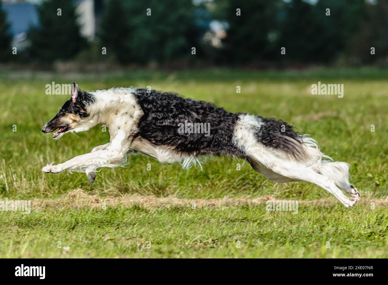 Russian Hunting Sighthound running in the field on lure coursing ...