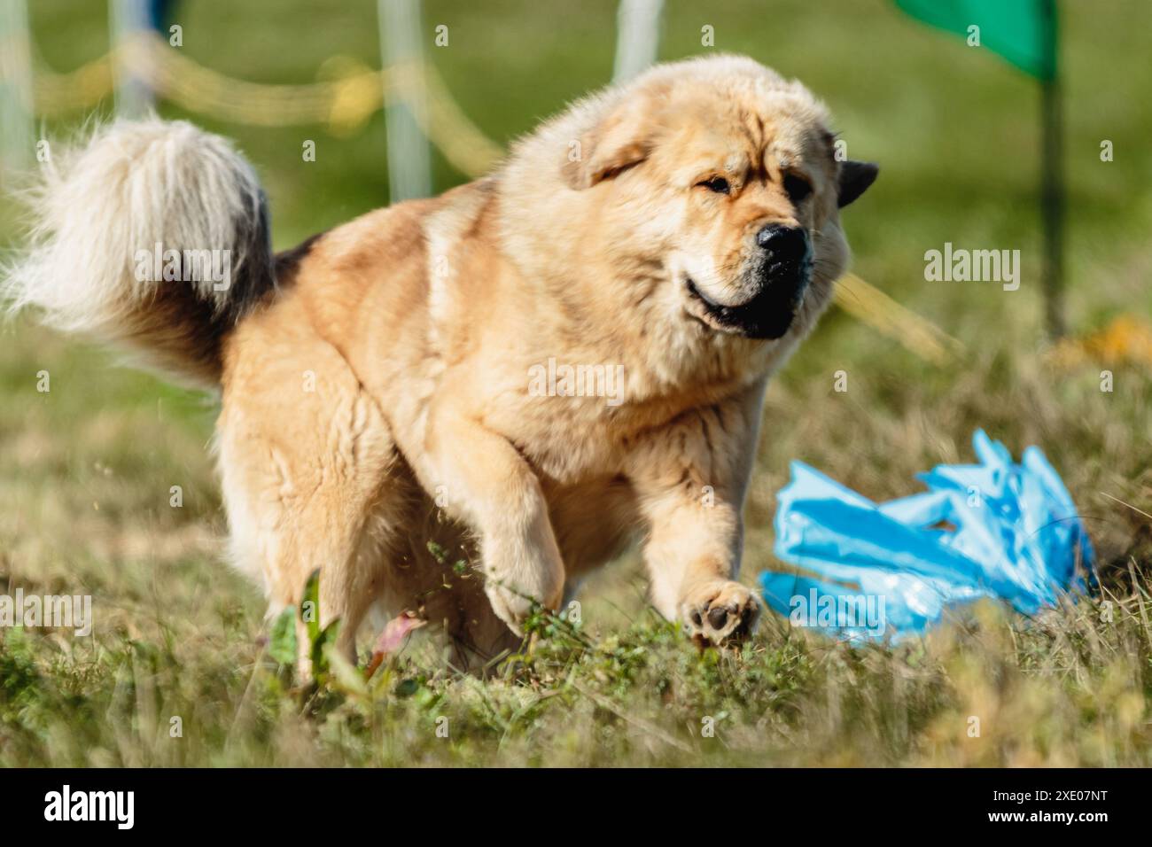 Big dog running in the field on lure coursing competition Stock Photo ...