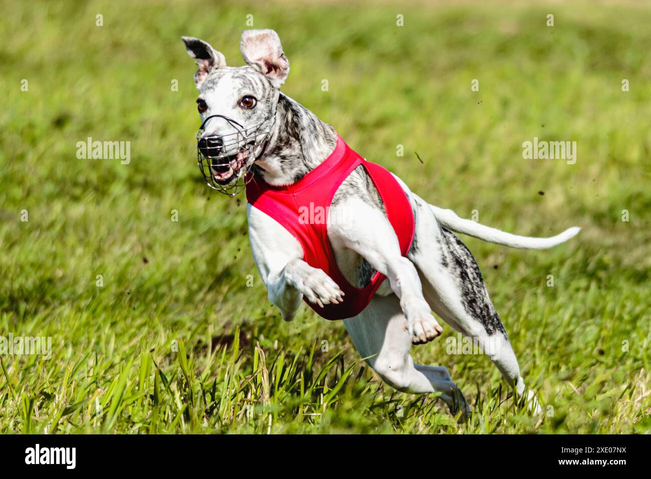 Whippet sprinter dog running and chasing on the field Stock Photo - Alamy