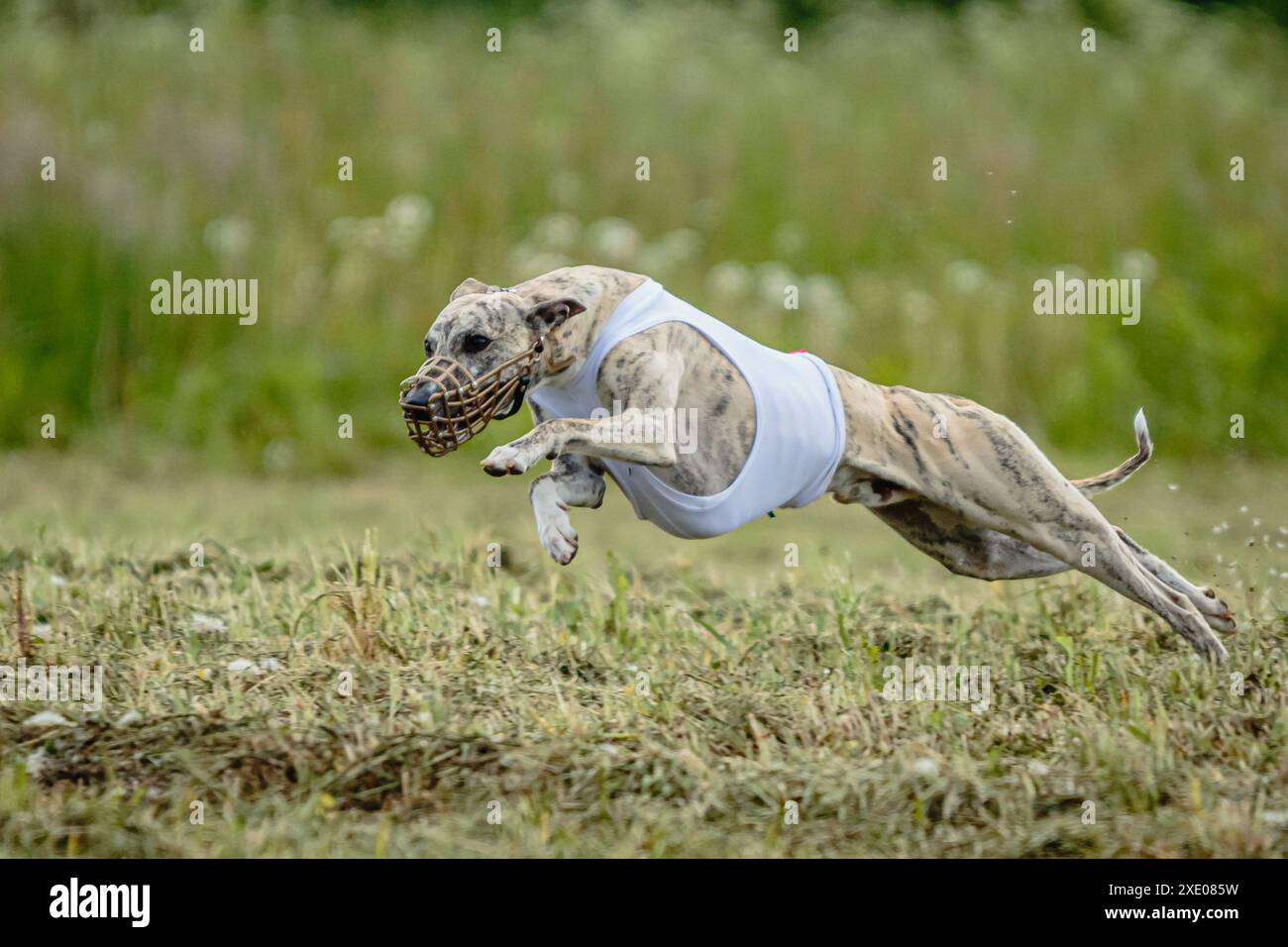 Whippet dog moment of running and flying in green field at full speed ...