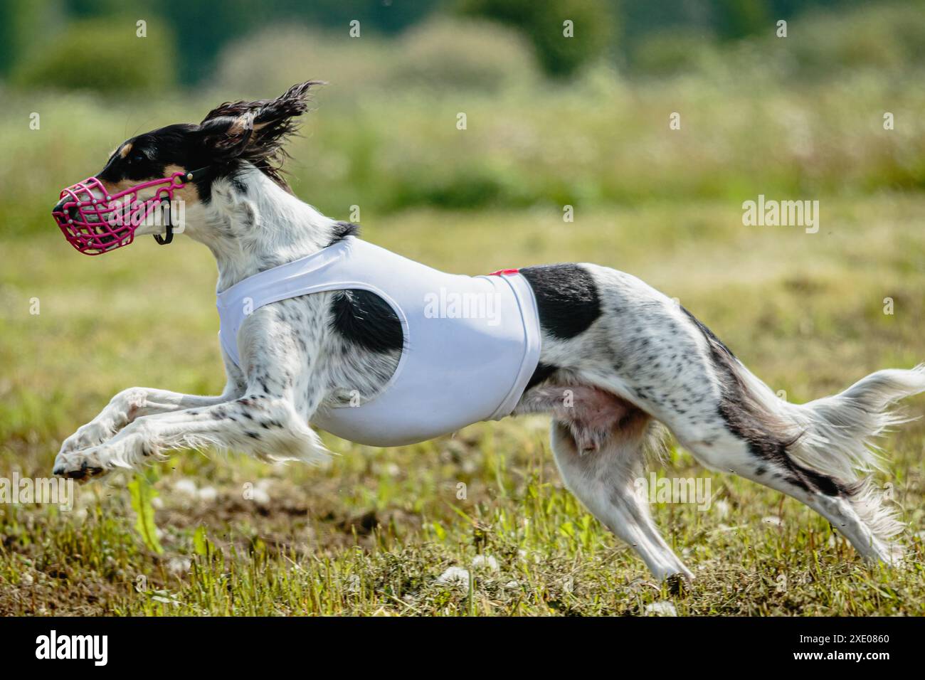 Saluki dog running fast and chasing lure across green field at dog ...