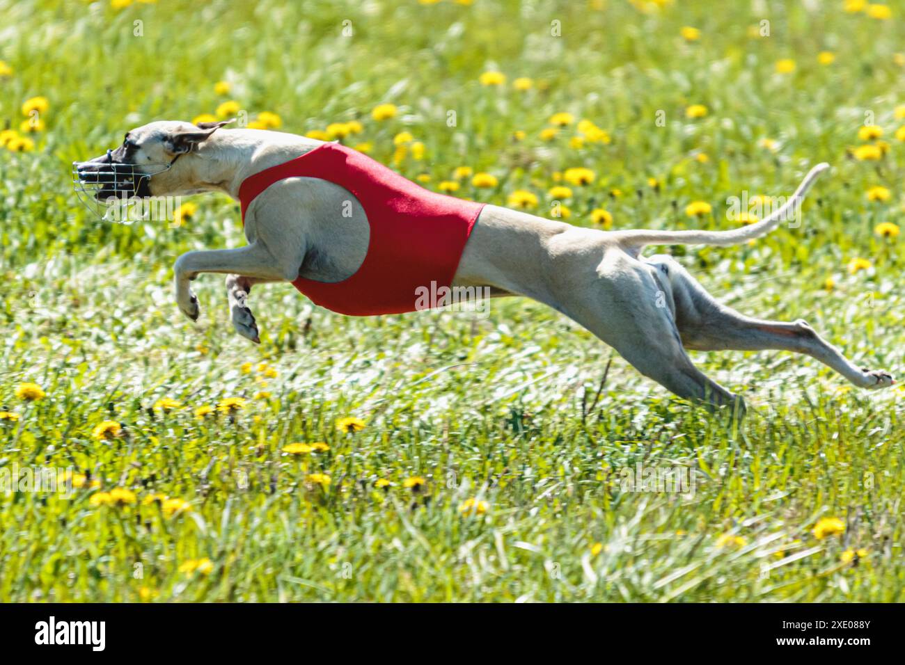 Whippet dog lifted off the ground during the dog racing competition ...