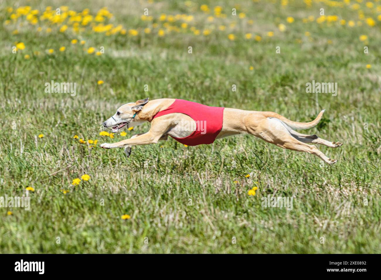 Whippet dog lifted off the ground during the dog racing competition ...