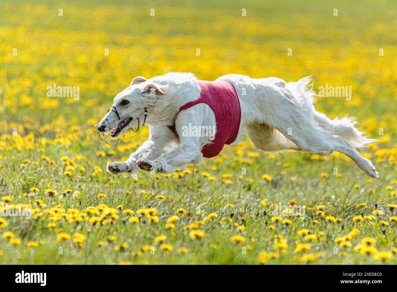 Borzoi dog flying moment of running across the field on lure coursing ...