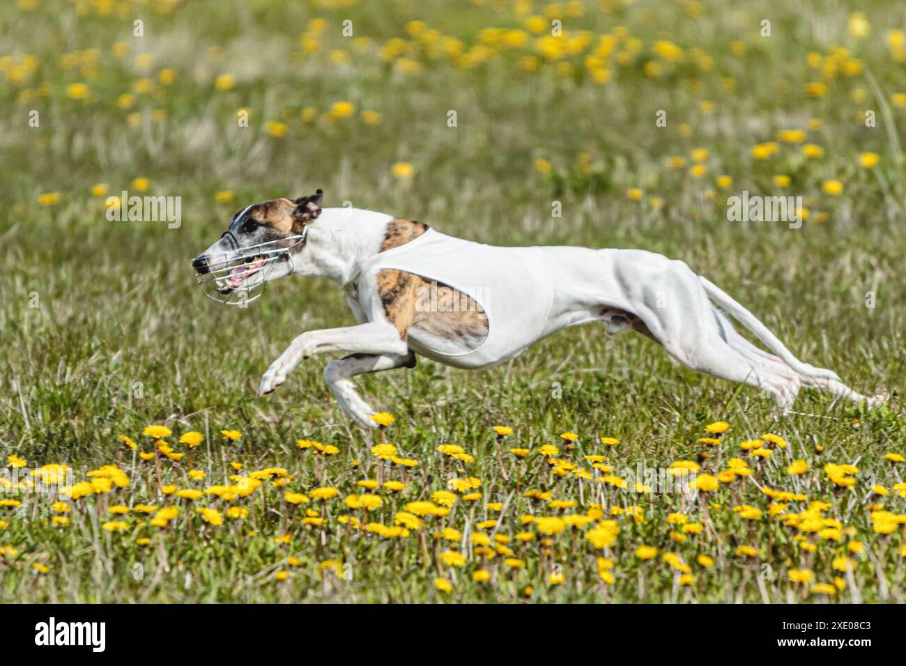 Whippet dog in white shirt running and chasing lure in the field on ...