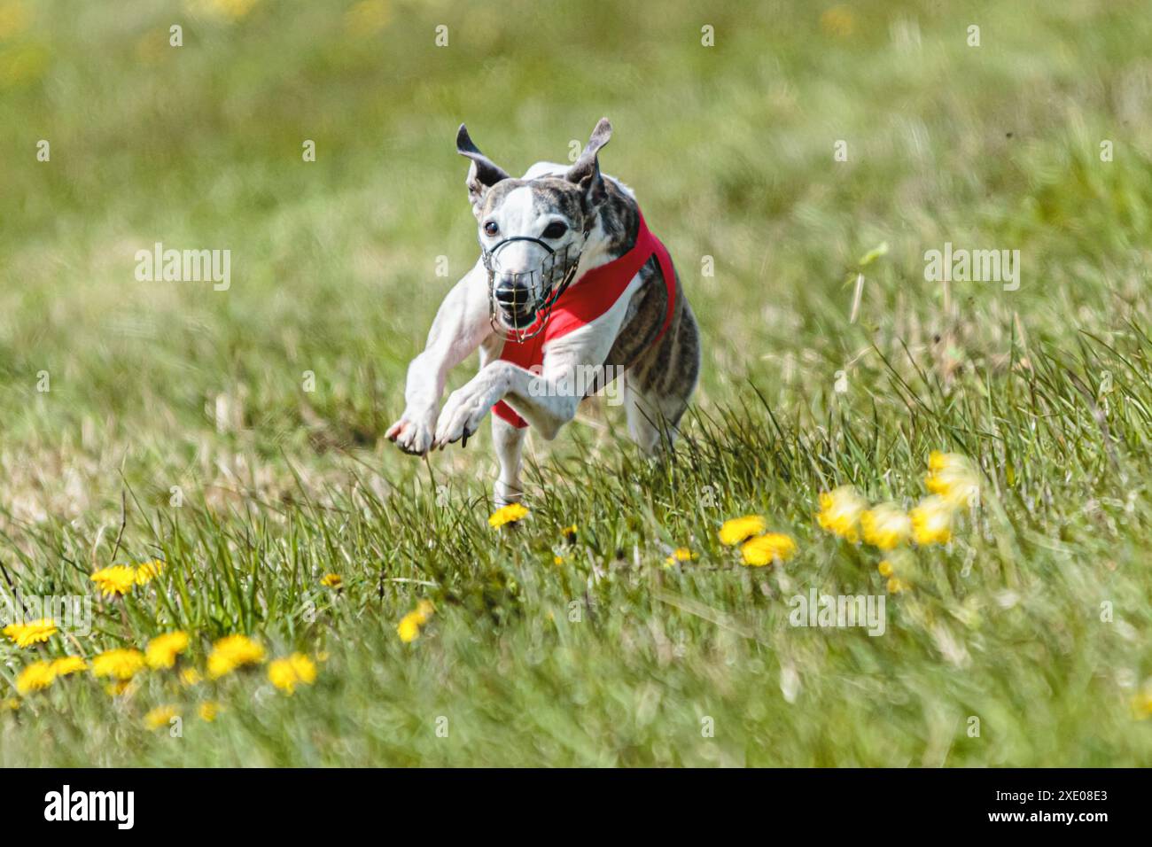 Whippet sprinter running in red jacket on coursing field at competition ...