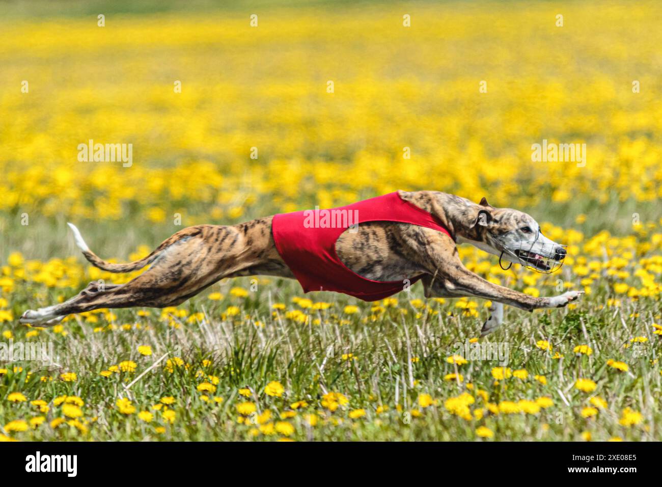 Whippet sprinter running in red jacket on coursing field at competition ...