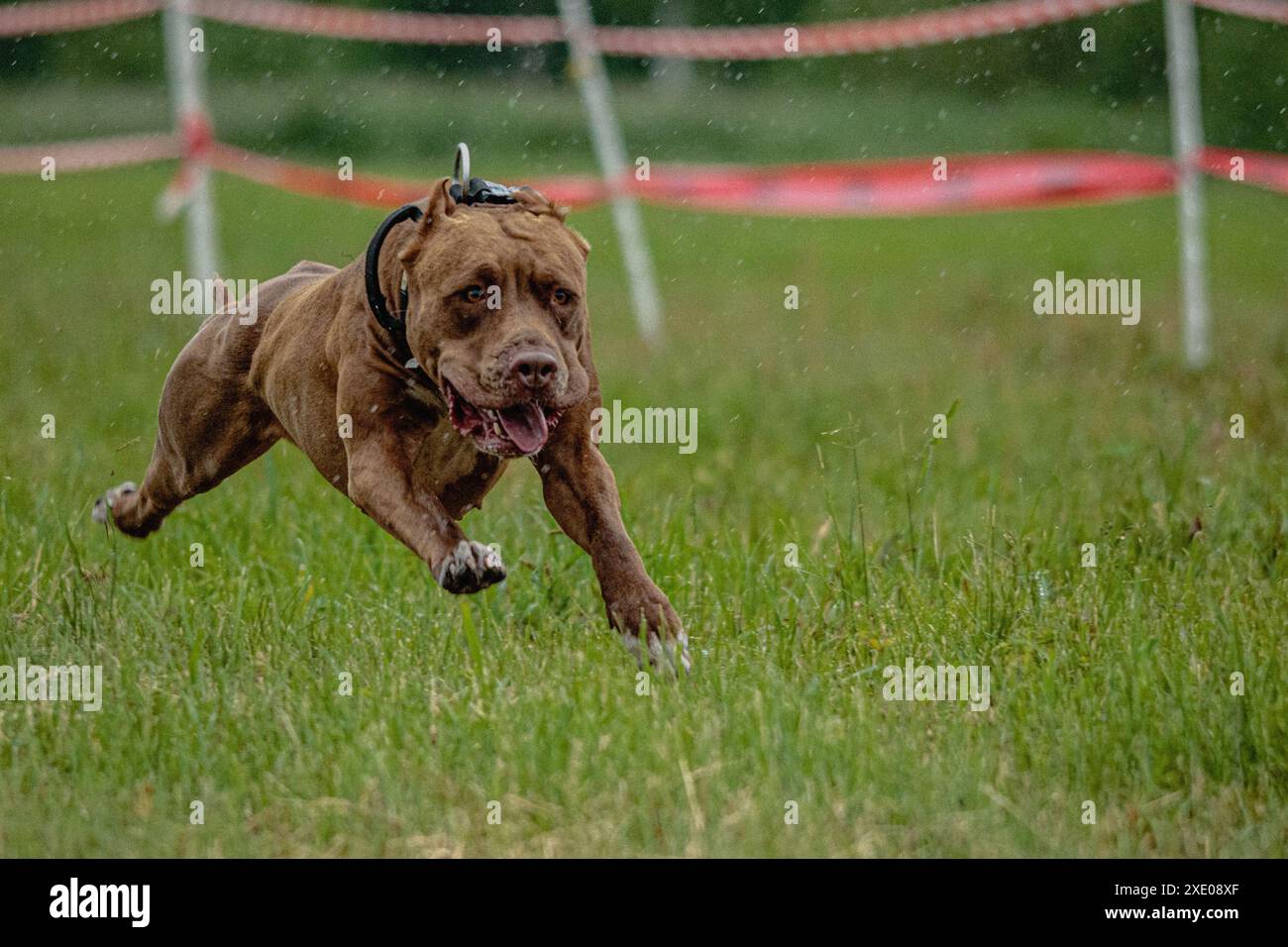 Pit Bull Terrier lifted off the ground during the dog racing ...
