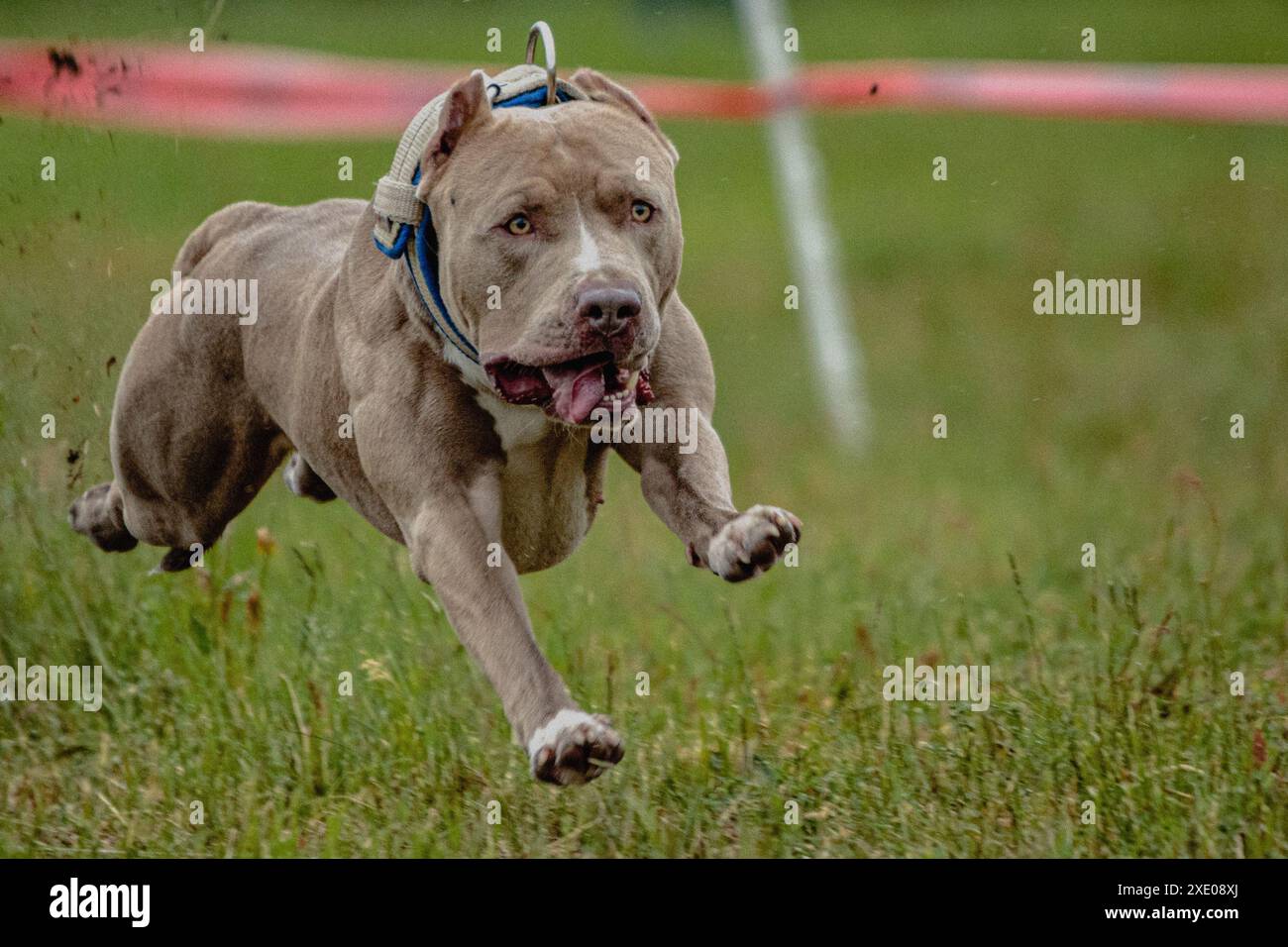 Pit Bull Terrier lifted off the ground during the dog racing ...