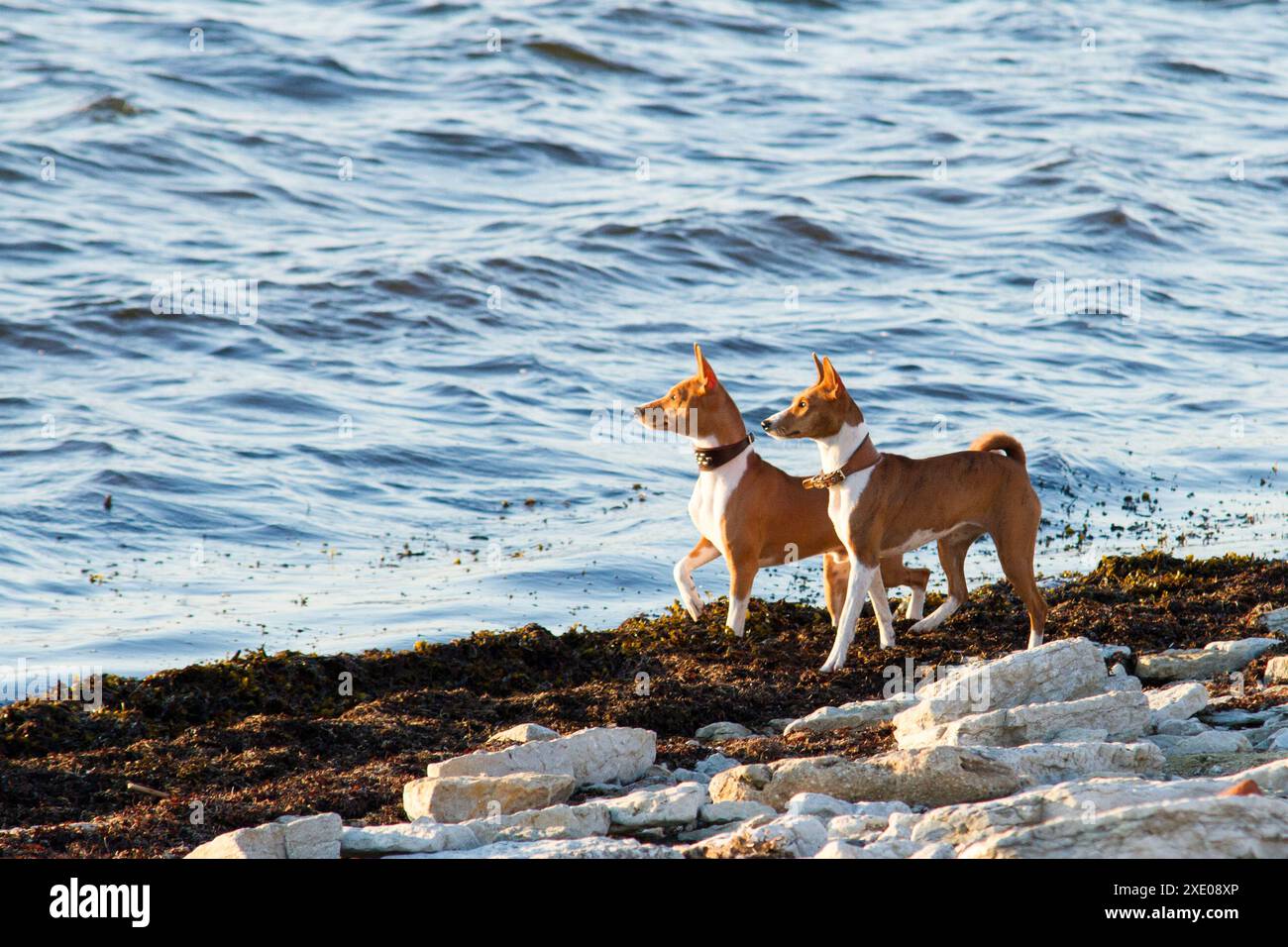 Two dogs running one dog watching hi-res stock photography and images ...