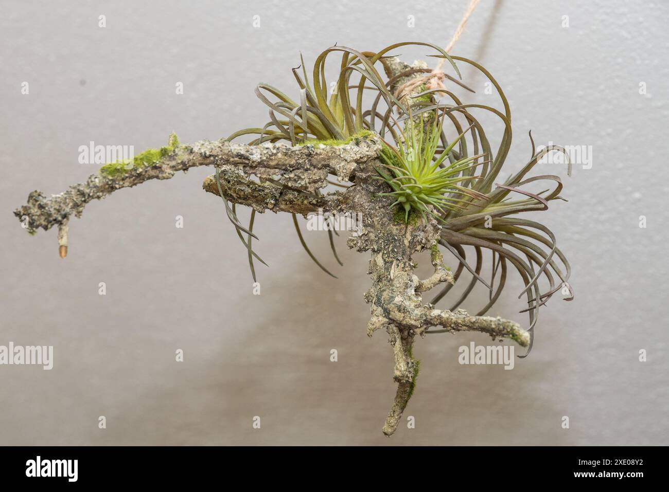 Decorative tillandsia as room decoration on tree branch - tillandsia ...