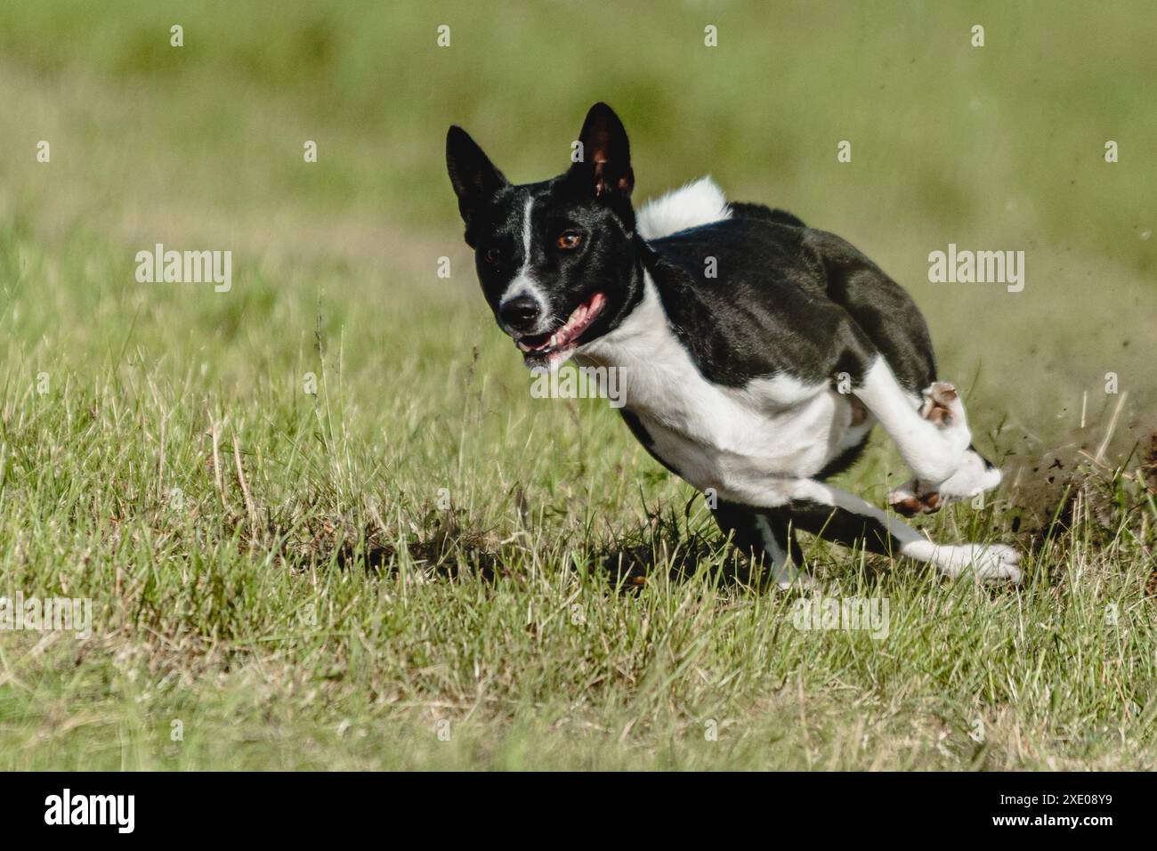 Basenji dog running fast and chasing lure across green field at dog ...