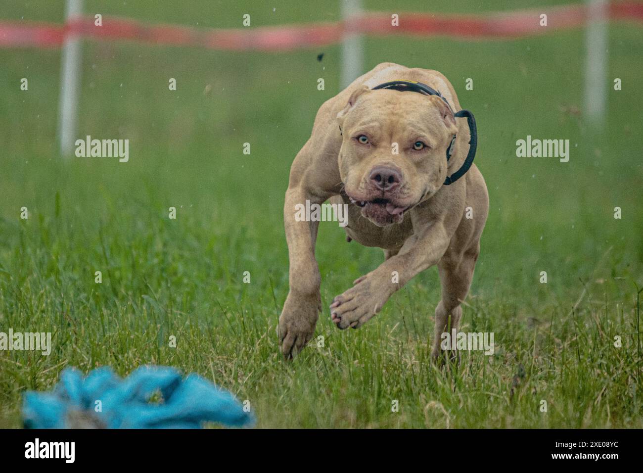 Pit Bull Terrier running fast and chasing lure across green field at ...