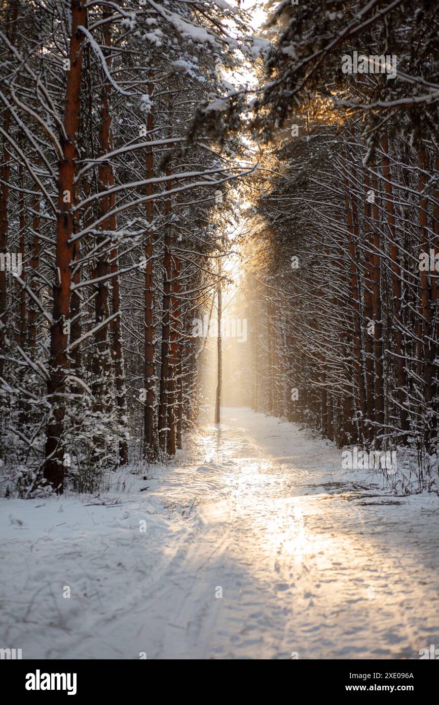 A walk through the winter forest. Beautiful winter landscape Stock ...