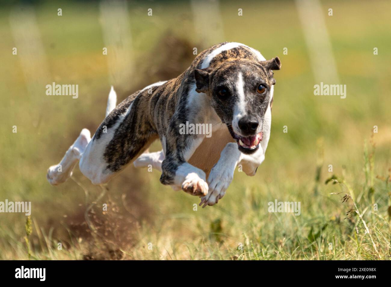 Whippet sprinter running on field chasing lure Stock Photo - Alamy