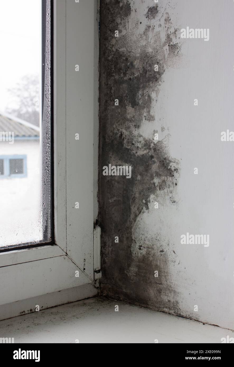 The window is covered with mold in the middle of the house. Strong ...