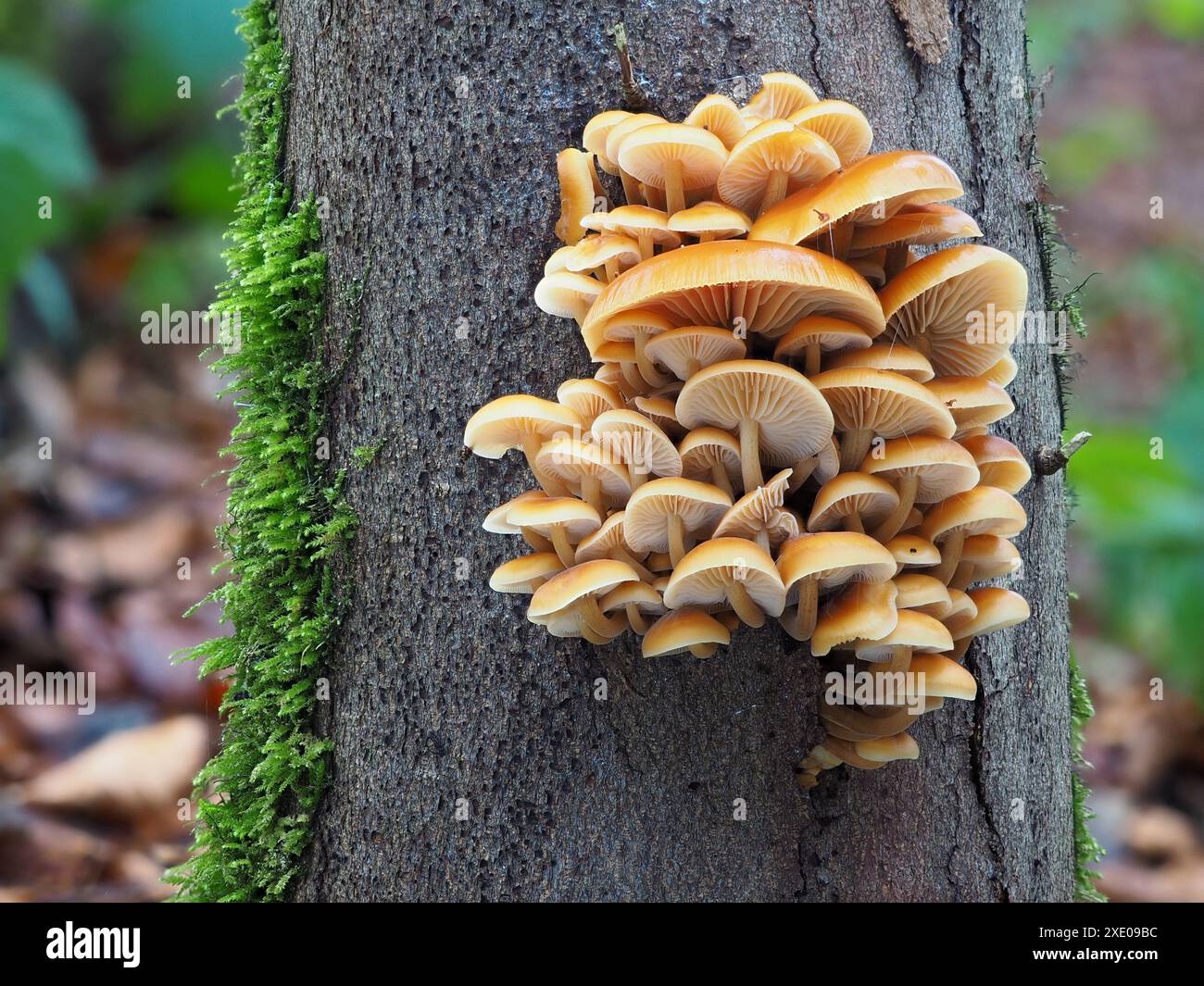 Velvet foot, Wintermushroom, Enoki, Enokitake Stock Photo - Alamy