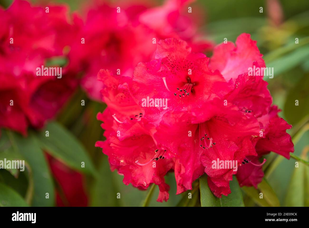 Alpine rose hi-res stock photography and images - Alamy