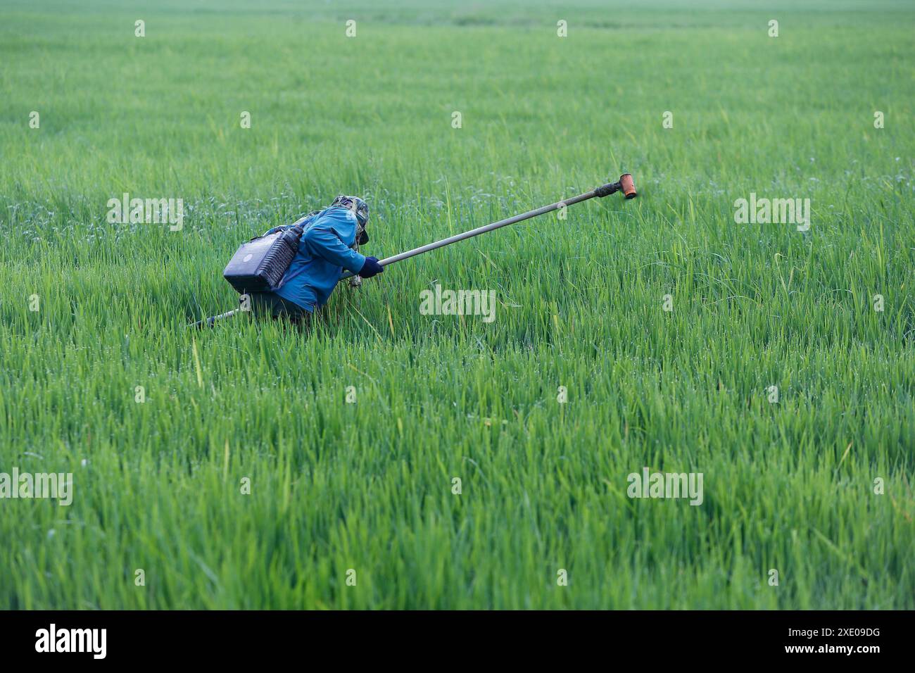 A farmer cuts grass in their rice fields for the rice to grow and be ...