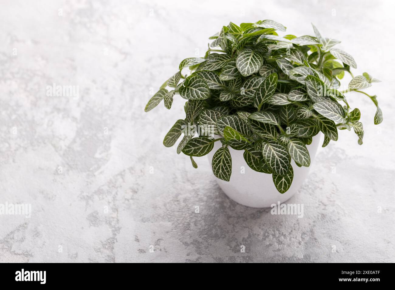 Fittonia or Nerve plant Stock Photo - Alamy