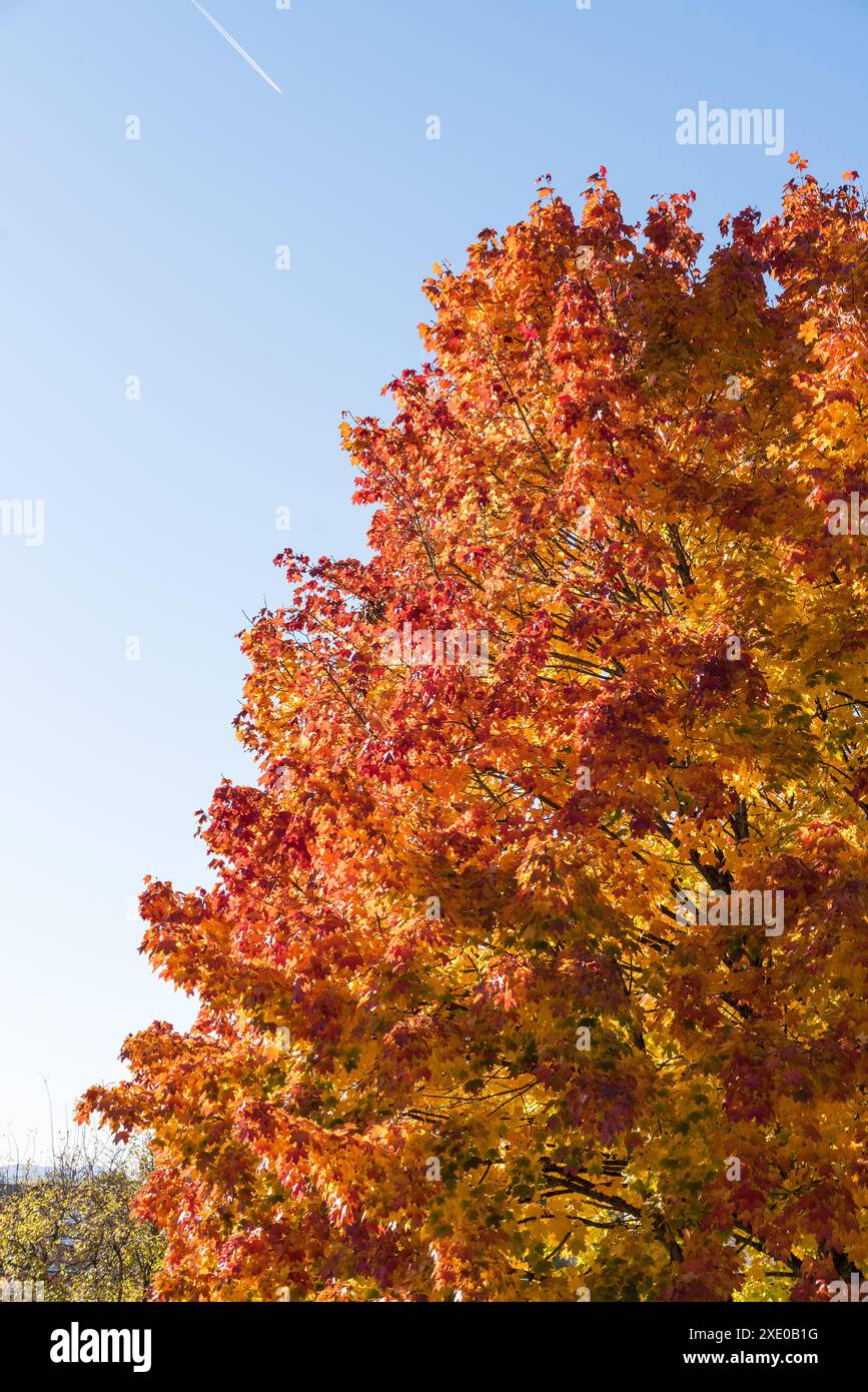 Bright fall foliage colors hi-res stock photography and images - Alamy