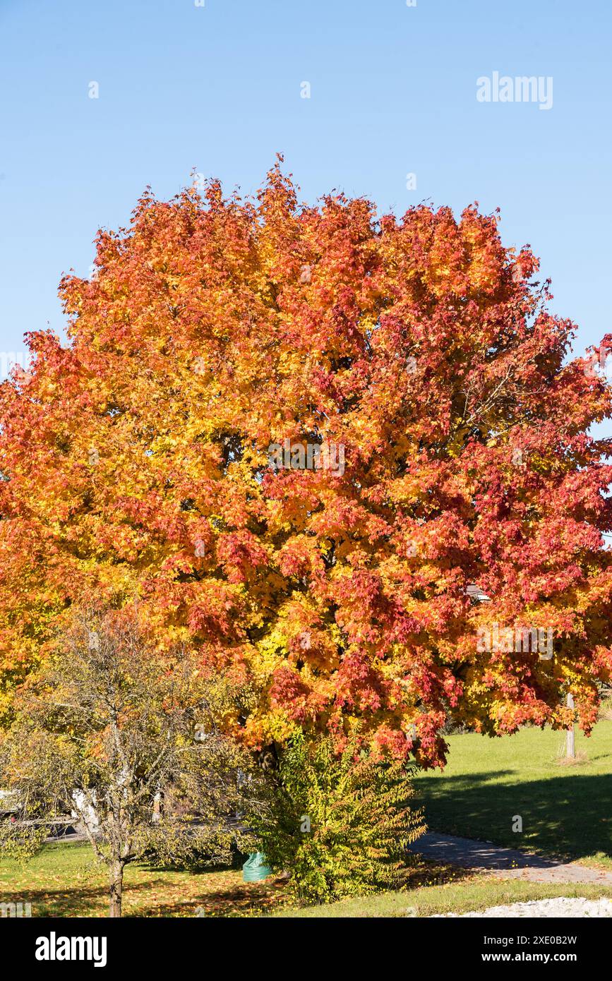 Maple deciduous tree in hi-res stock photography and images - Alamy