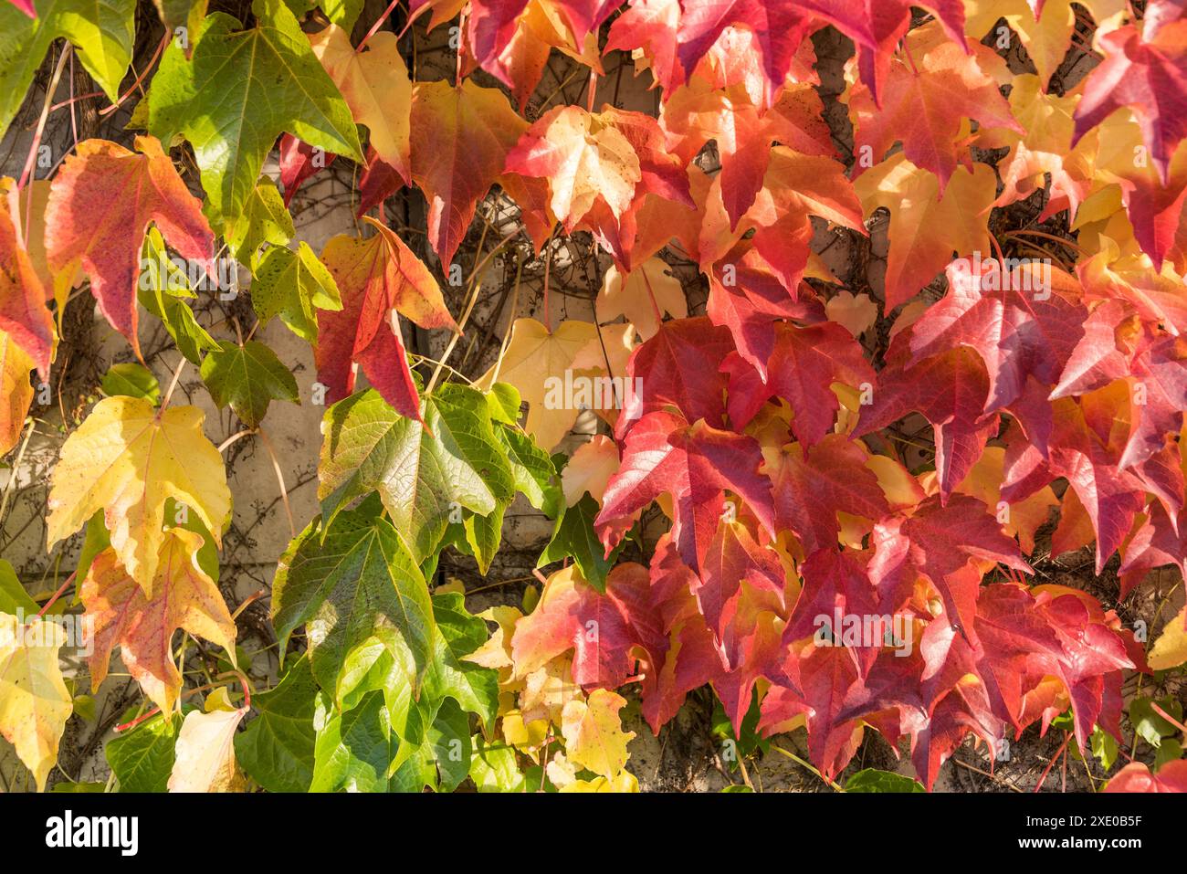 Virginia creeper with three-pointed virgin vine in autumn - autumn mood ...