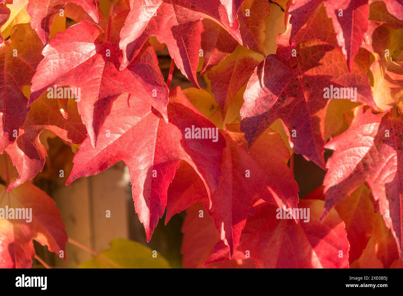 Three-pointed leaves of Virginia creeper - close-up Stock Photo - Alamy