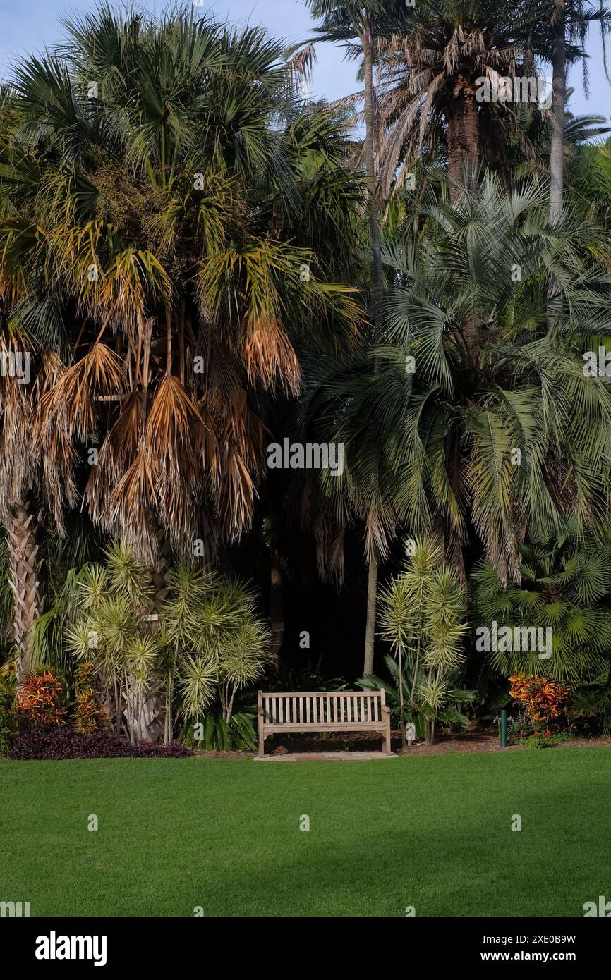 A forest of tall palm trees in the Royal Botanic Gardens Sydney at Farm ...