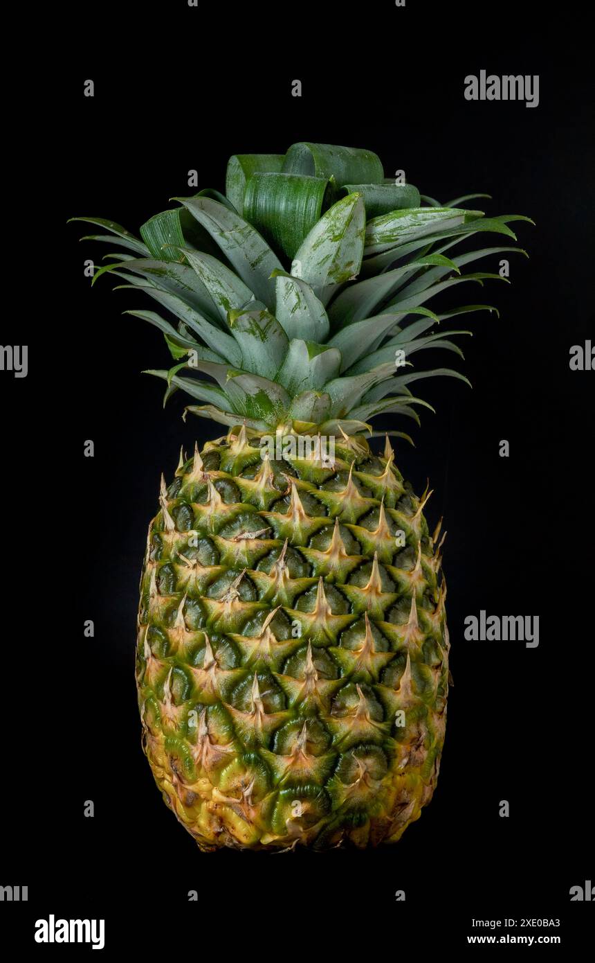Whole natural pineapple black background Stock Photo - Alamy