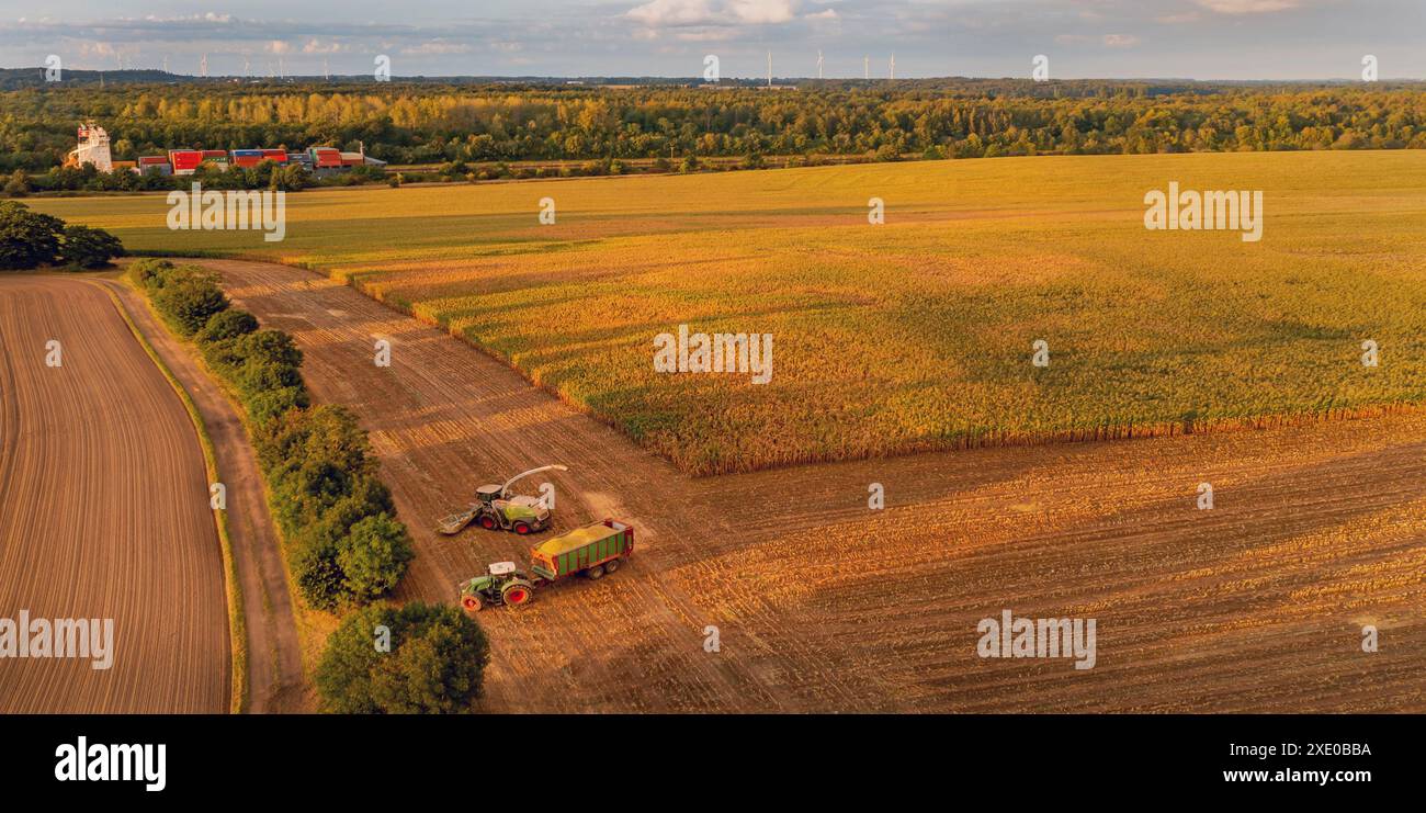 Forage harvester on maize cutting for silage in field with container ...