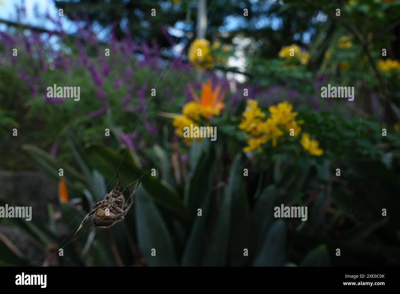 A Garden Orb Weaver on it's web in Blackburn gardens, Sydney, suspended ...