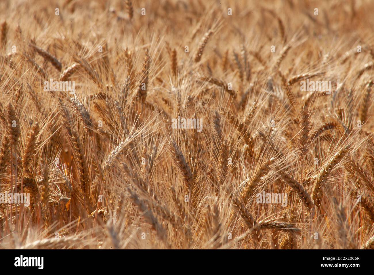 Golden ears of wheat on the field. Ripe grain is ready for harvesting ...