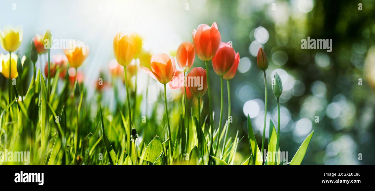 Blutenformen hi-res stock photography and images - Alamy