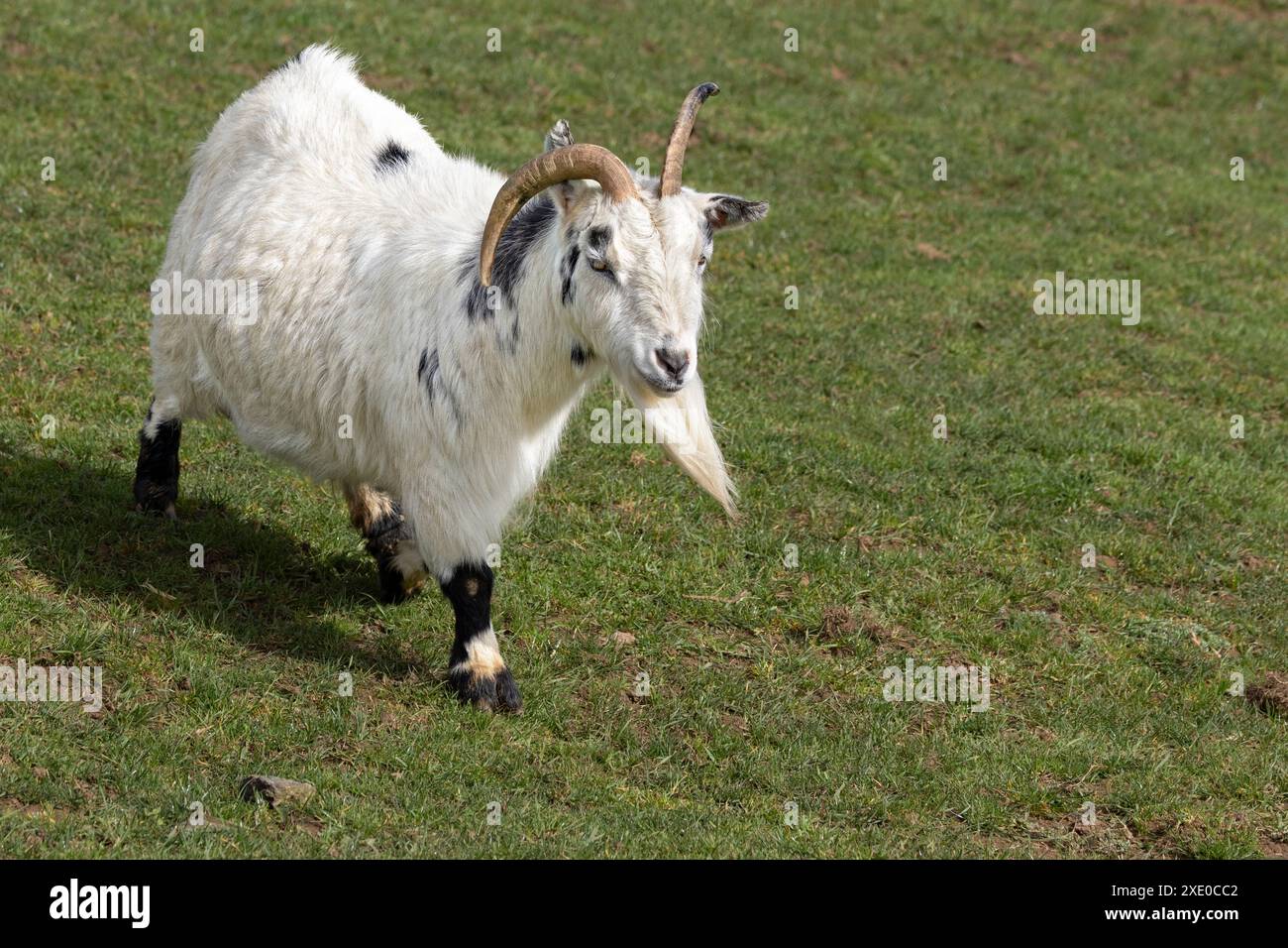 African pygmy goat cameroon hi-res stock photography and images - Alamy