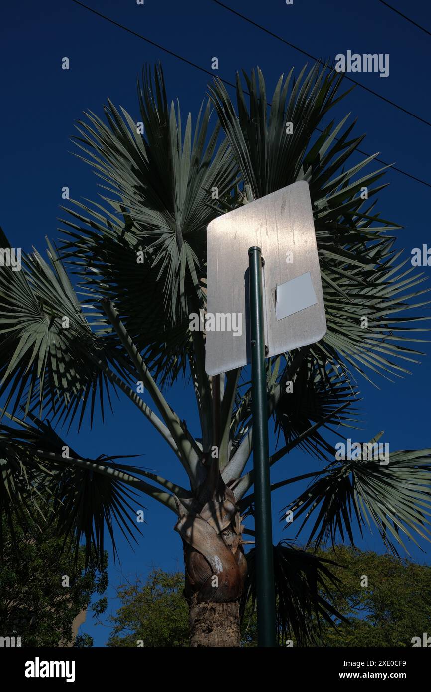 Light green fan palm fronds and a silver road sign against a blue ...