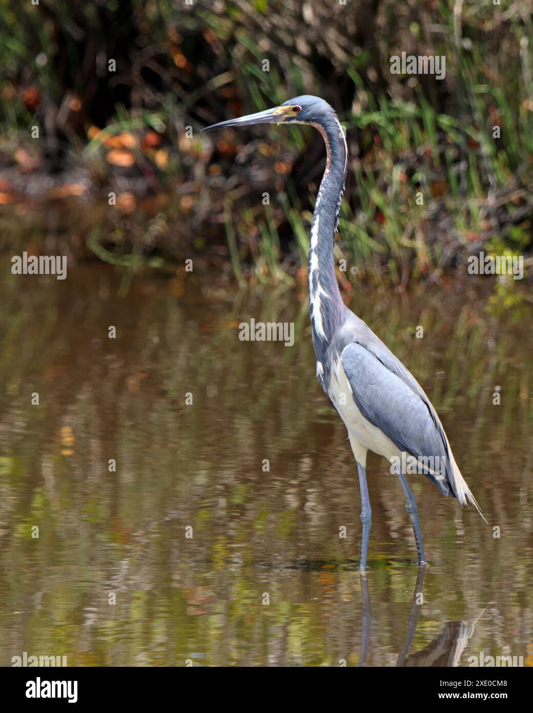 Tricolor heron wading and fishing in shallow dark water Stock Photo - Alamy