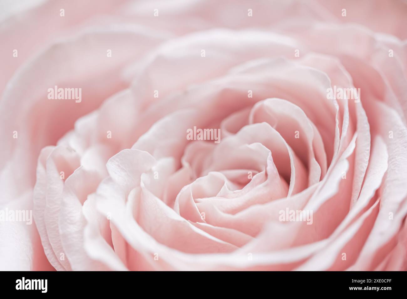 Delicate wave petals hi-res stock photography and images - Alamy