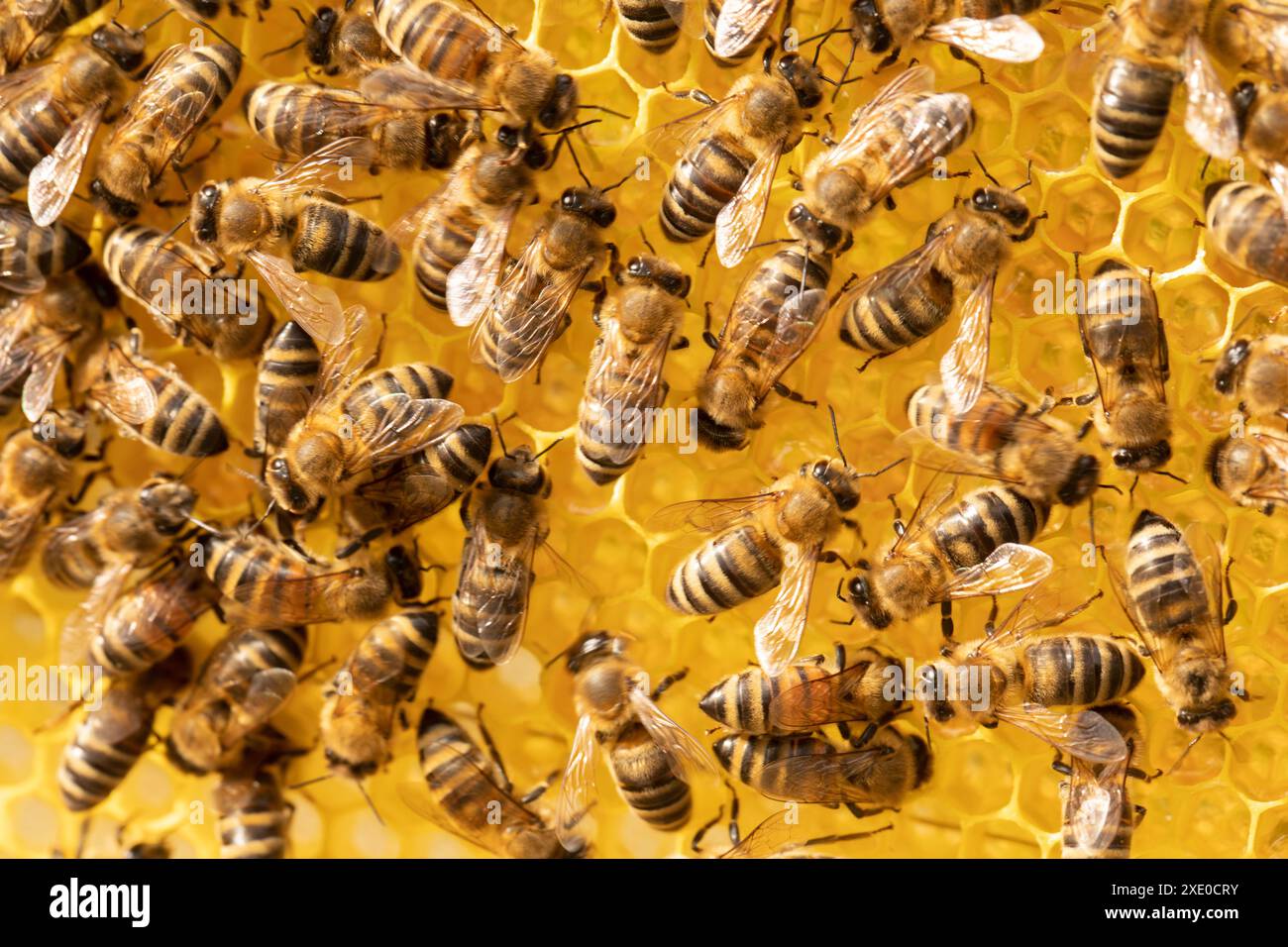 Close up bees in bee hi-res stock photography and images - Alamy
