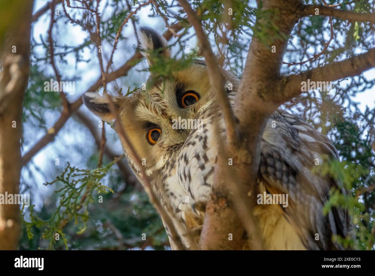 Owl on the tree hi-res stock photography and images - Alamy