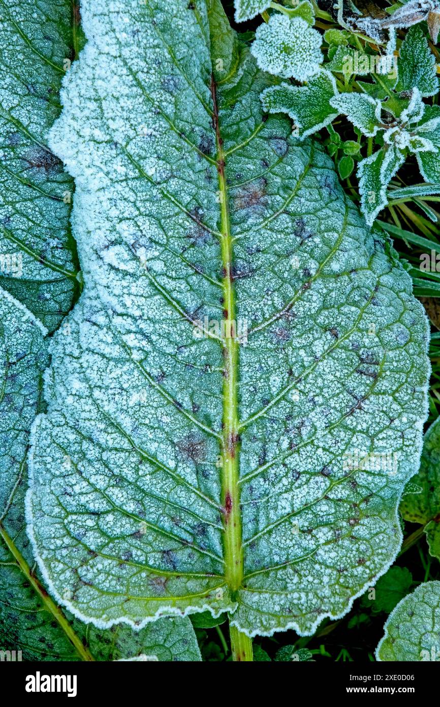 Frost dew leaf texture hi-res stock photography and images - Alamy