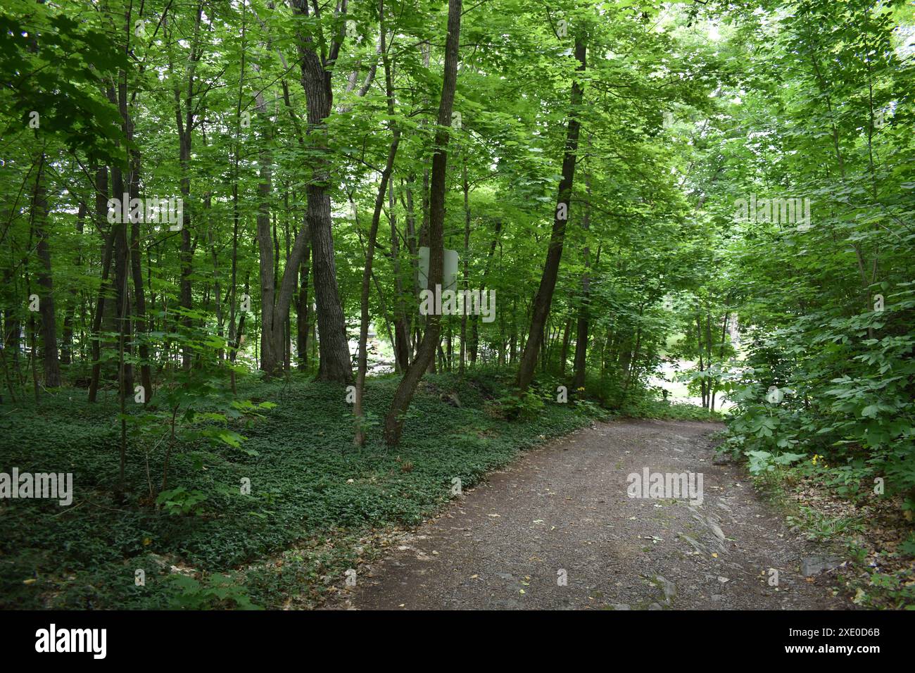 A trail through a deciduous forest, Québec, Canada Stock Photo - Alamy