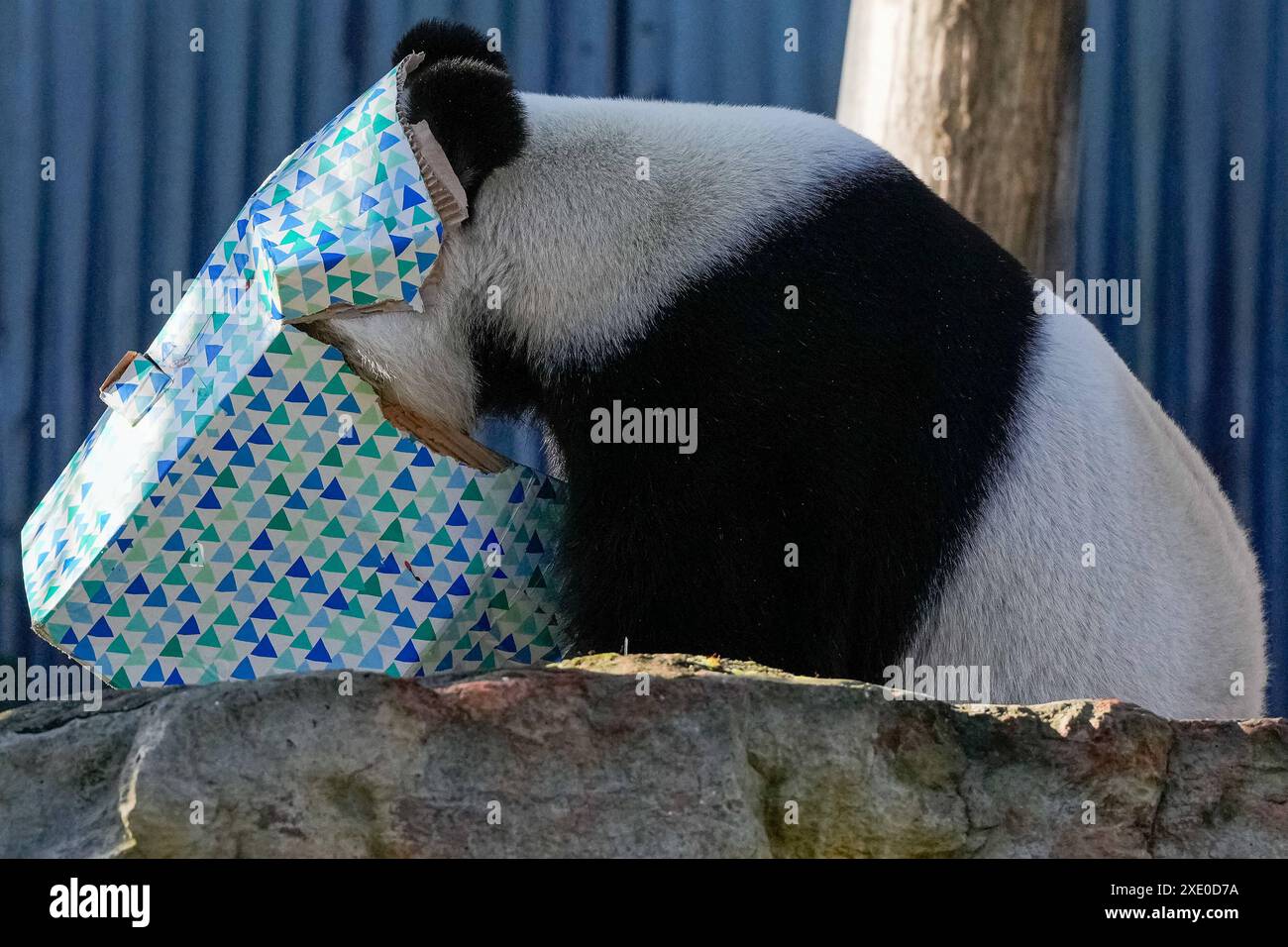 China s Premier Li Qiang Visits Australia Wang Wang the Panda sticks ...