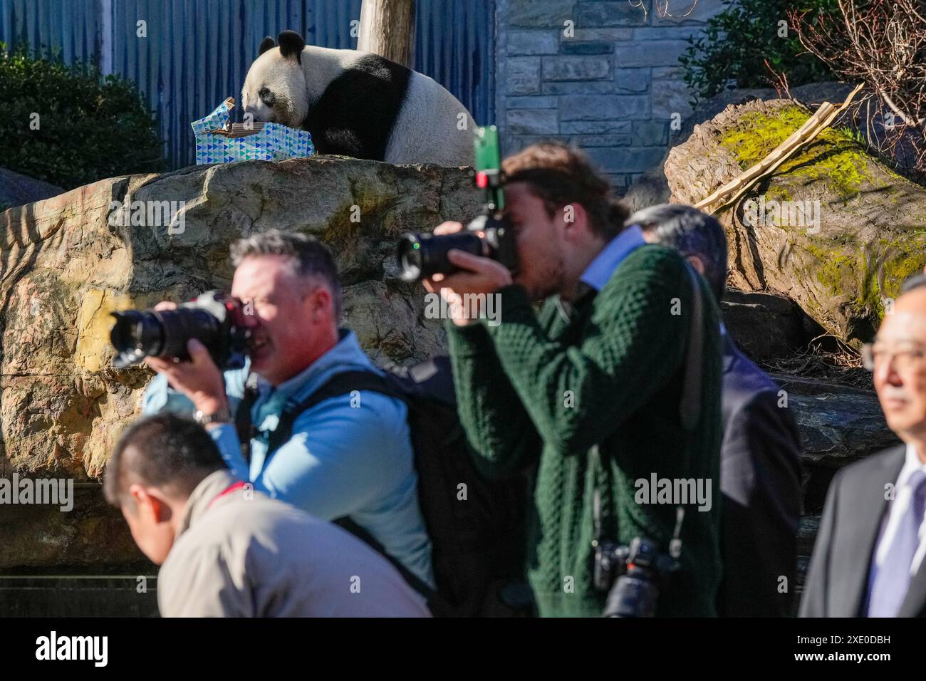 China s Premier Li Qiang Visits Australia Wang Wang the Panda chews a ...