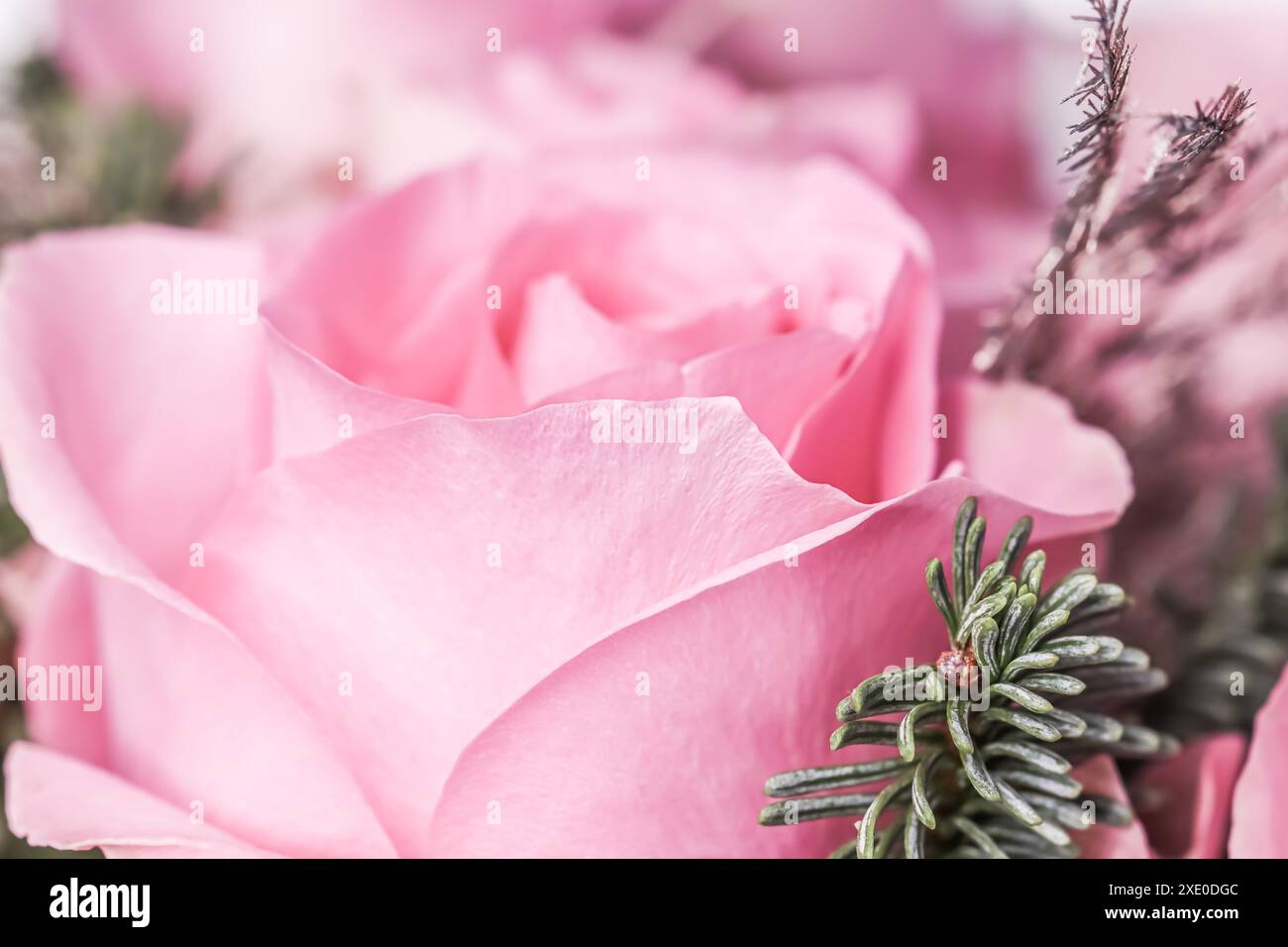 Pink roses with fir branches. Macro flowers background for holiday ...