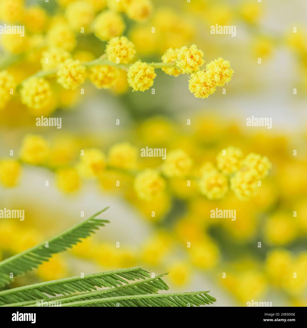 Sprigs of mimosa on a white background. Spring concept Stock Photo - Alamy